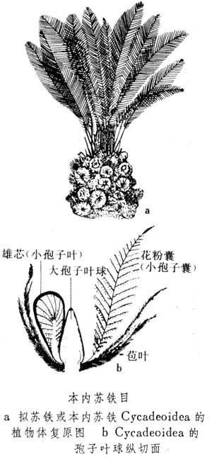 本内苏铁_百度百科