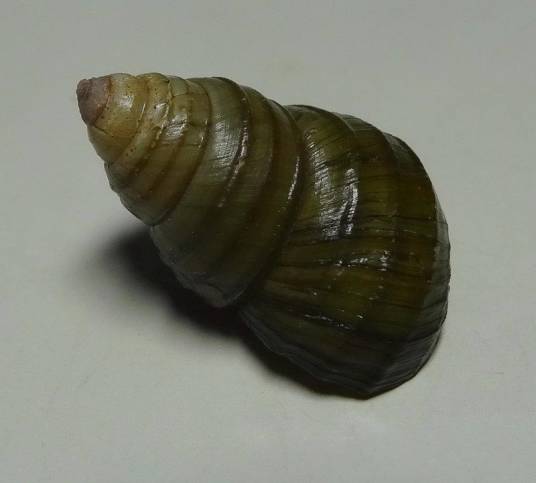 多棱角螺_百度百科