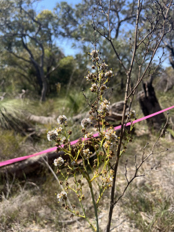 Stirlingia latifolia_百度百科