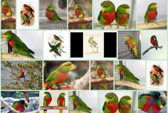 Neopsittacus属_百度百科