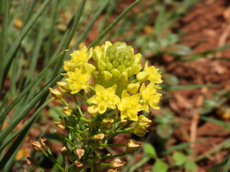 Bulbine abyssinica_百度百科