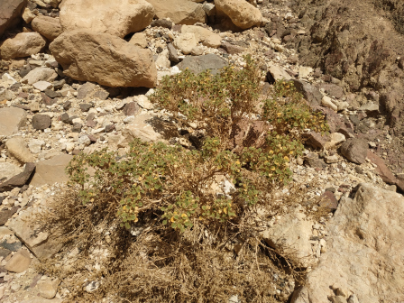 Cleome droserifolia_百度百科