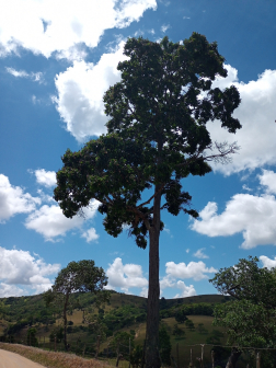 Lecythis lurida_百度百科