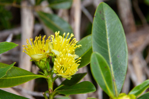 Xanthostemon laurinus_百度百科