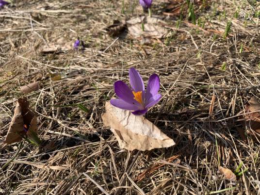 Crocus veluchensis_百度百科