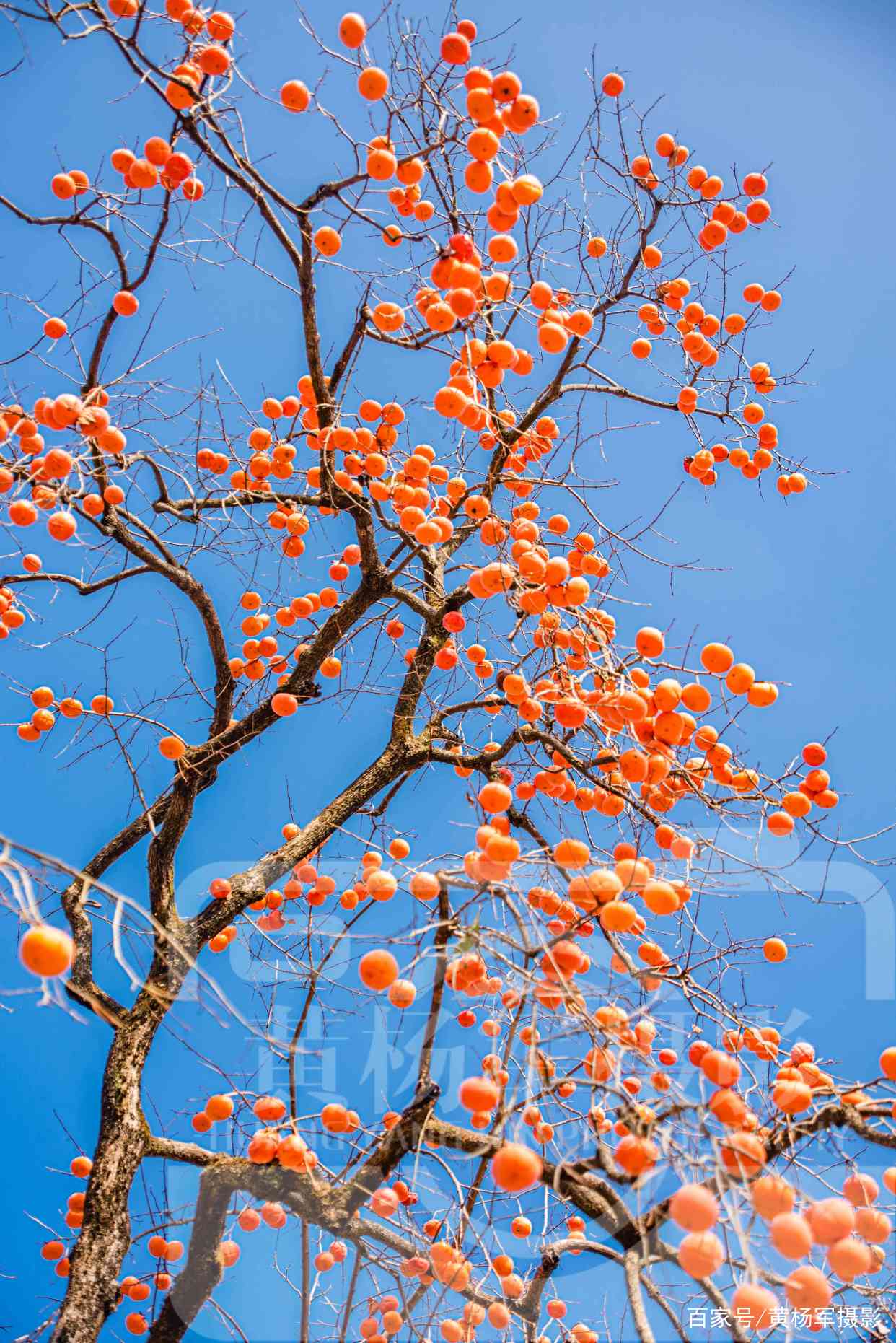 冬日蓝天下挂满枝头的乡村果实，故乡的红柿子难忘的美，景象熟悉_百科TA说