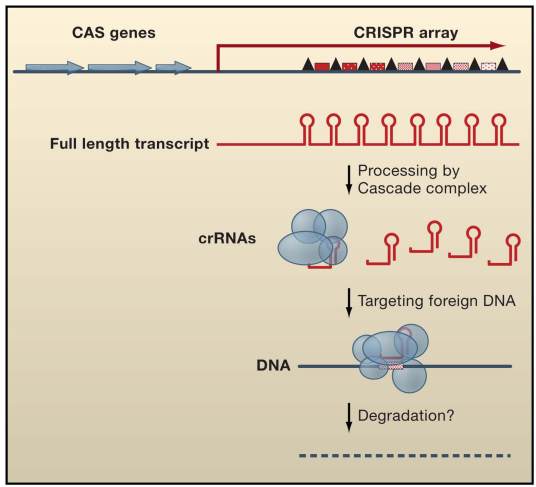 CRISPR RNA_百度百科