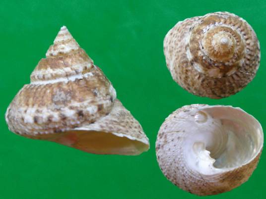 高丽钟螺_百度百科