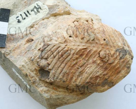 鳞板欧姆贝_百度百科