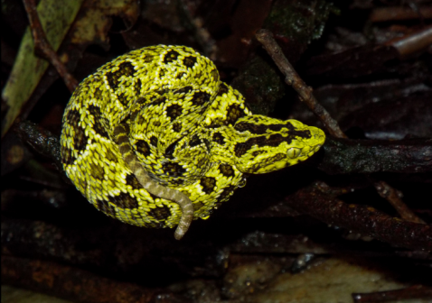 矛头蝮_百度百科