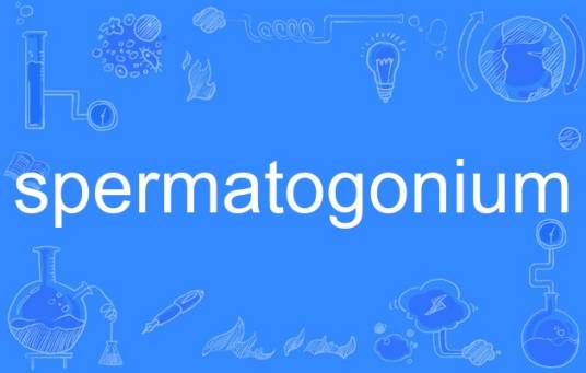 spermatogonium_百度百科