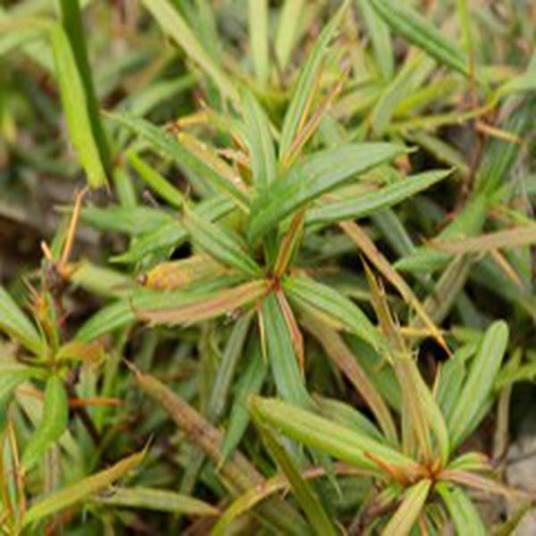 Berberis 'Cally Rose'_百度百科