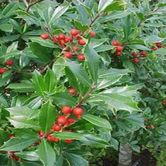 Ilex × attenuata 'Fosteri'_百度百科