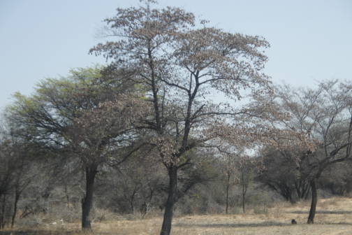 Terminalia sericea_百度百科