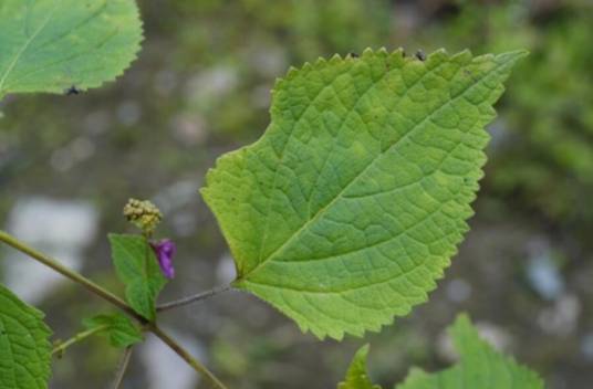 暗红香茶菜_百度百科