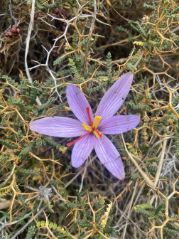 Crocus oreocreticus_百度百科