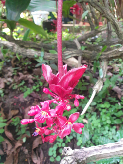 Medinilla miniata_百度百科