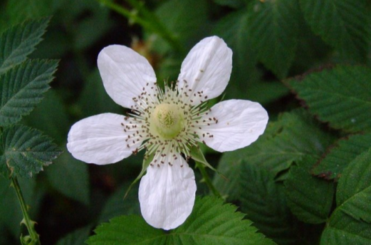 Rubus 'Bristol'_百度百科