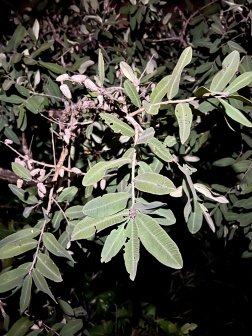 Qualea parviflora_百度百科