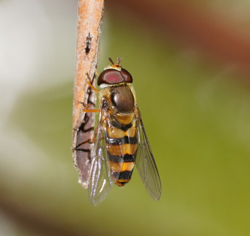 宽带优蚜蝇_百度百科
