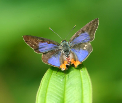 银线灰蝶_百度百科