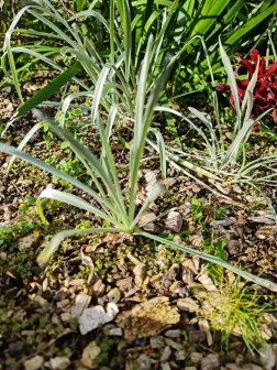 澳洲鼓槌菊_百度百科