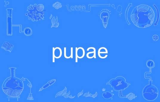 pupae_百度百科