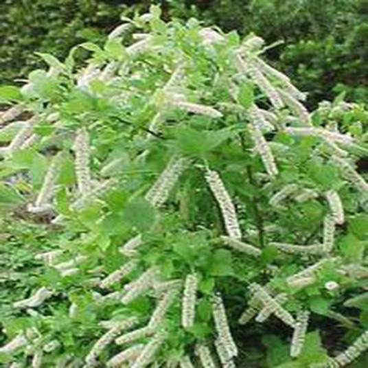 Itea virginica 'Sprich' LITTLE HENRY_百度百科