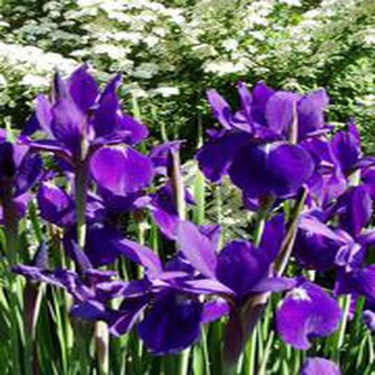 Iris 'Caesar's Brother'_百度百科