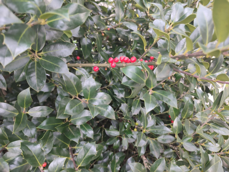 欧洲枸骨_百度百科