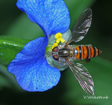 黑带食蚜蝇_百度百科