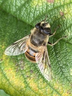 长尾管蚜蝇_百度百科