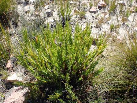 Nivenia inaequalis_百度百科