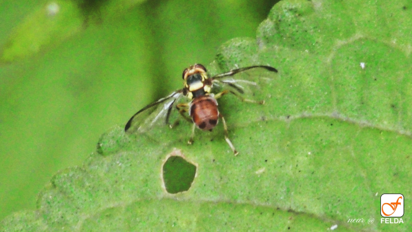 辣椒果实蝇_百度百科