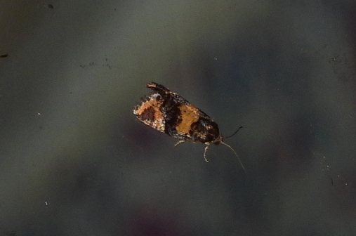 落叶松卷蛾_百度百科