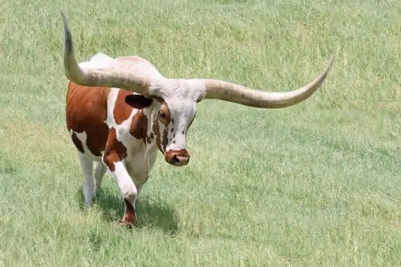 德克萨斯长角牛_百度百科