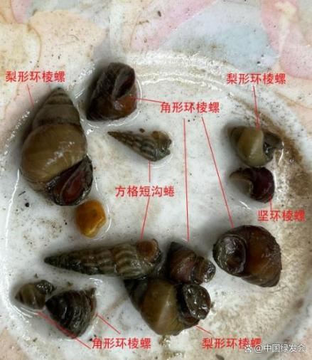 梨形环棱螺（田螺科环棱螺属动物）_百度百科