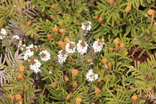 Gleichenia alpina_百度百科