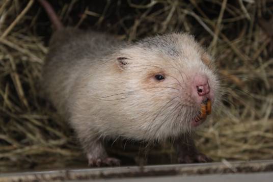 中华竹鼠四川亚种_百度百科