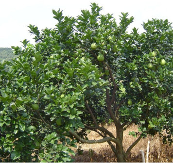 柚子树_百度百科