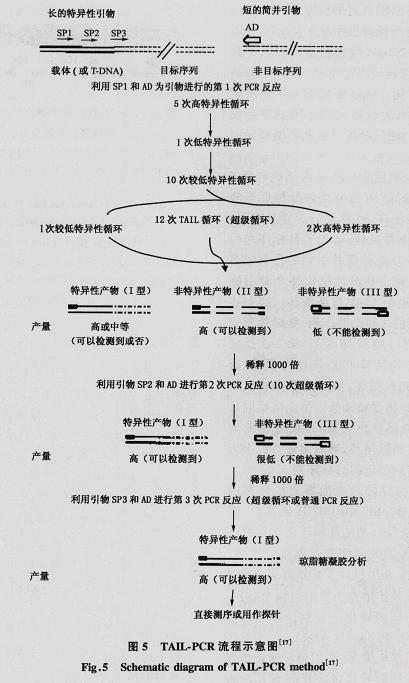 Tail PCR_百度百科