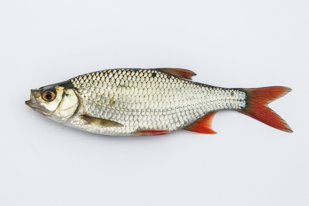 红眼鱼（雅罗鱼科红眼鱼属鱼类）_百度百科