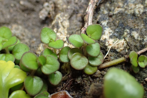 Mentha cunninghamii_百度百科