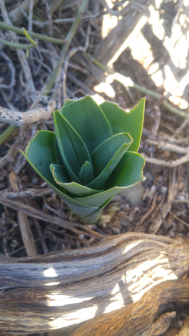 Drimia capensis_百度百科