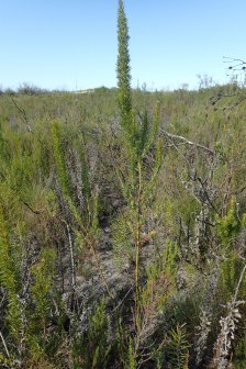 Cyclopia pubescens_百度百科