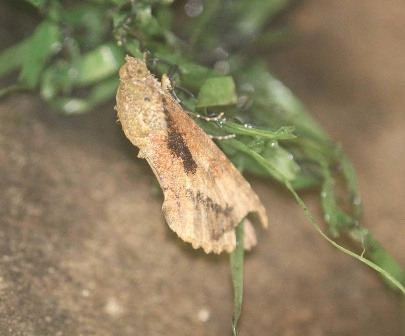 齿蕊夜蛾_百度百科