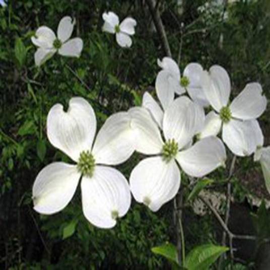 Cornus florida 'Xanthocarpa'_百度百科