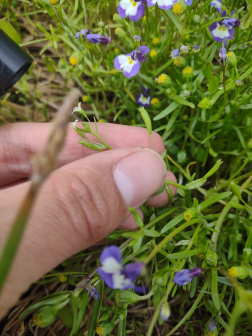 Legenere valdiviana_百度百科