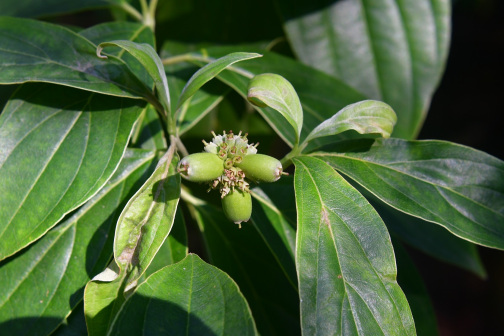 Cornus disciflora_百度百科
