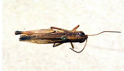 条纹暗蝗_百度百科